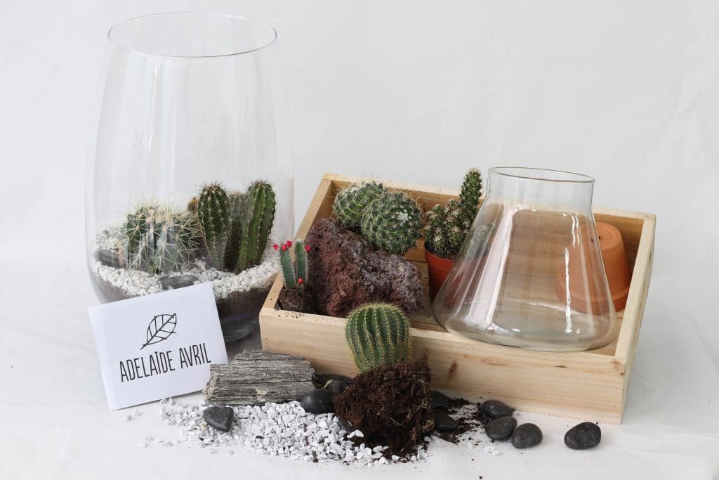 Atelier Terrarium Sec avec Adelaide Avril – Adelaide Avril